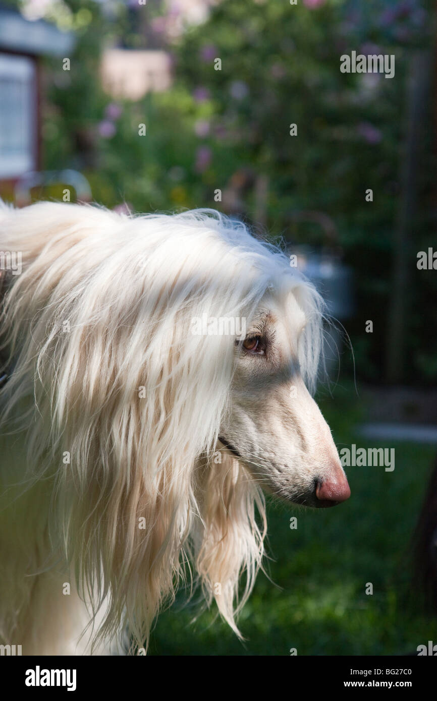 Afghan hound racing hi-res stock photography and images - Alamy