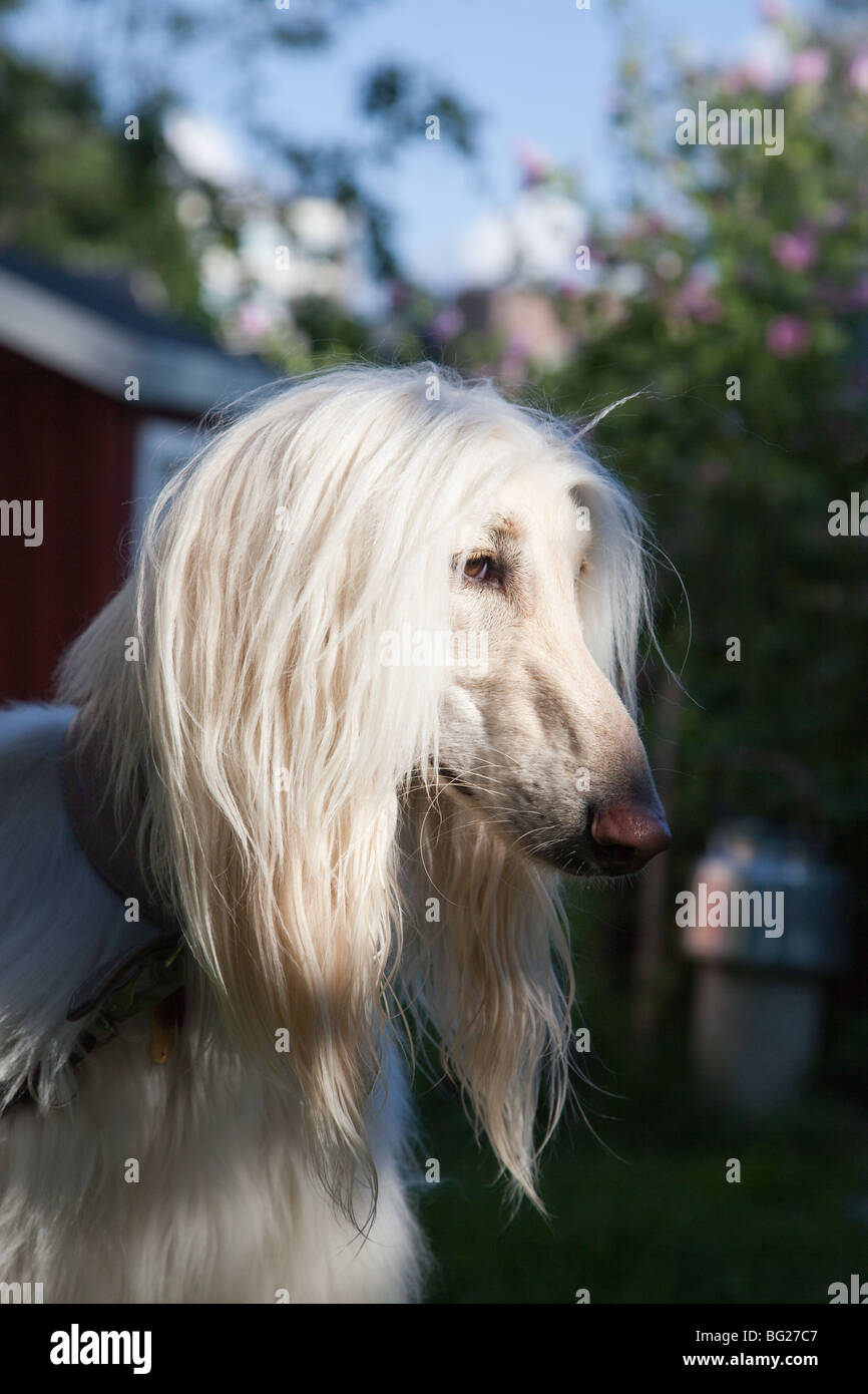 Afghan hound racing hi-res stock photography and images - Alamy