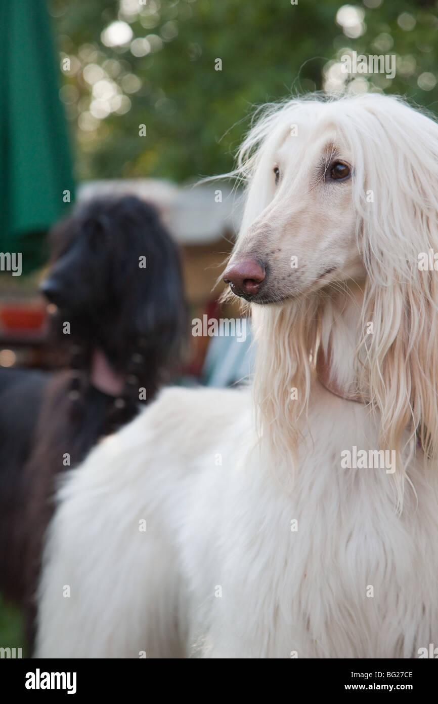 Afghan hound racing hi-res stock photography and images - Alamy