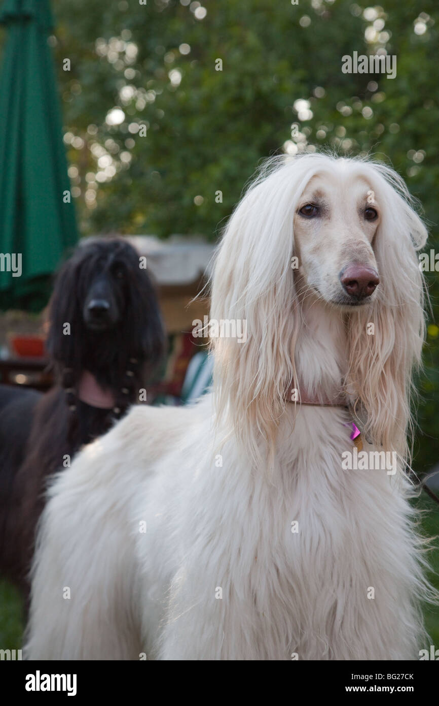 Afghan hound racing hi-res stock photography and images - Alamy