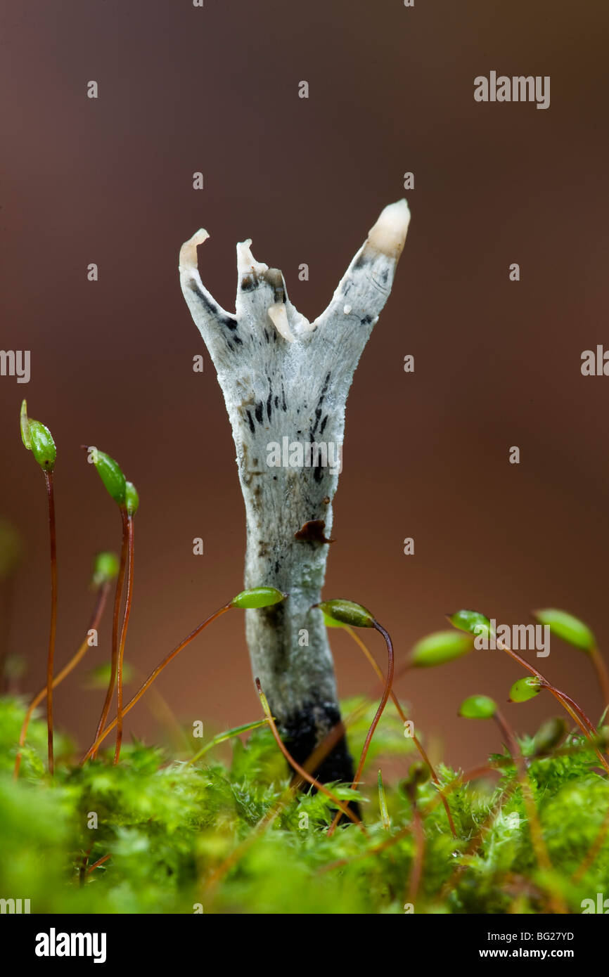 Candle -snuff fungus, resembling stag horns. New Forest Stock Photo - Alamy