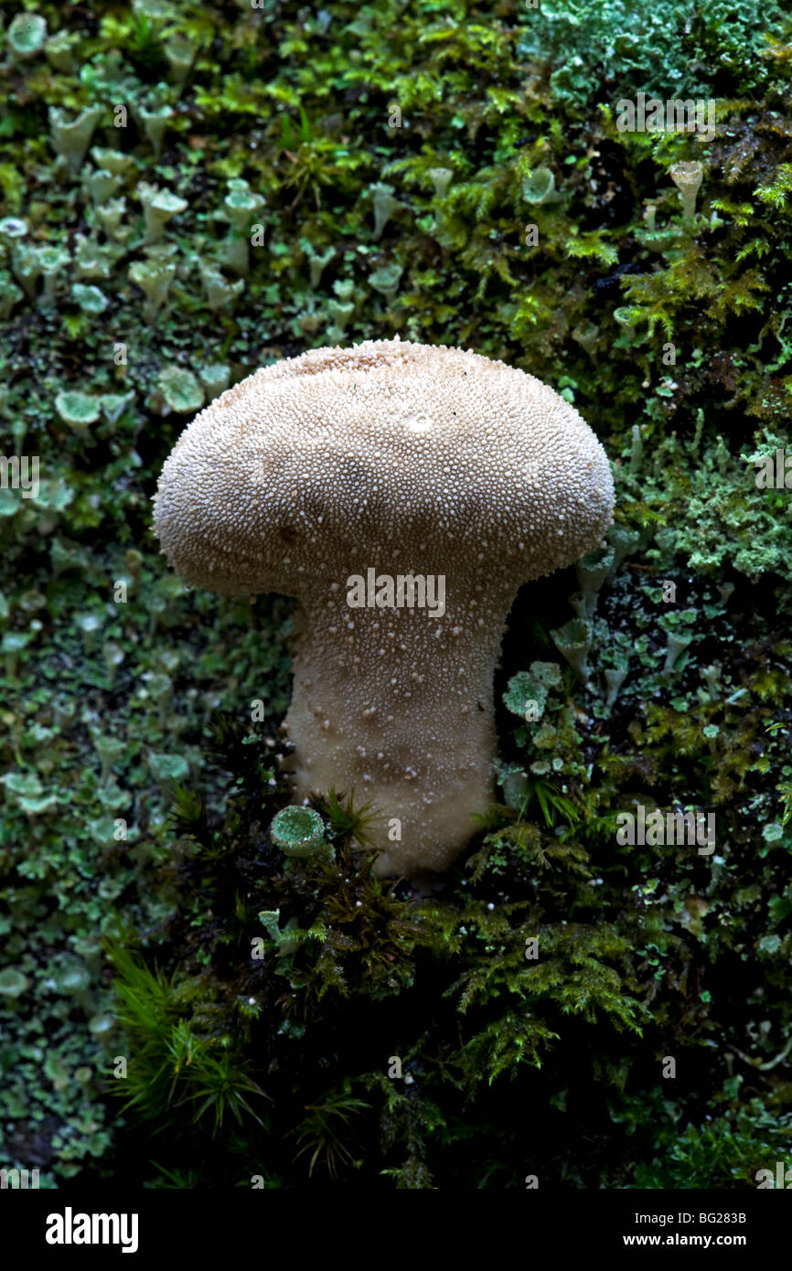 Common Puffball High Resolution Stock Photography and Images - Alamy