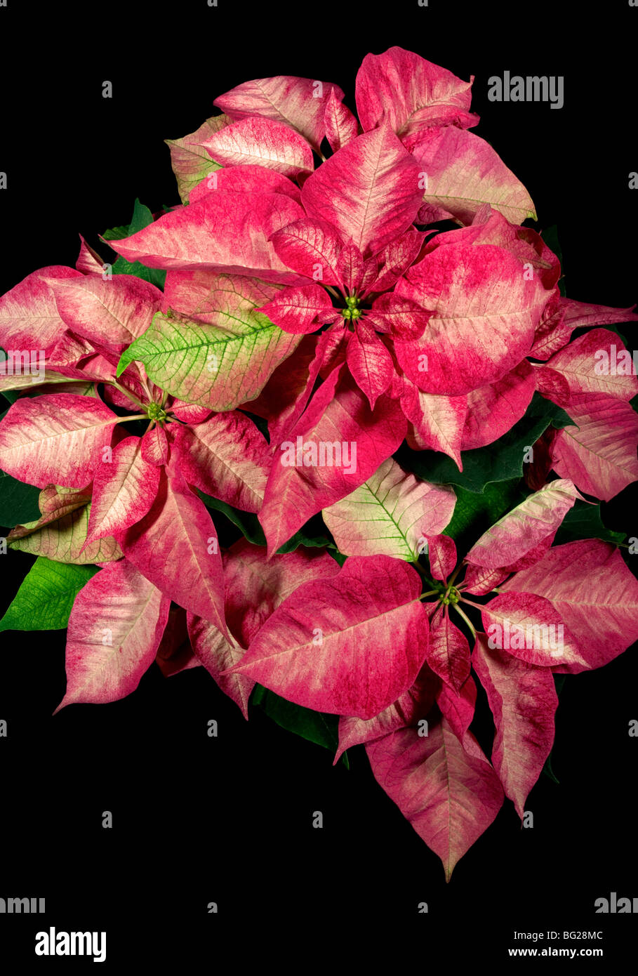 Variegated Poinsettia (Christmas Rose Stock Photo - Alamy