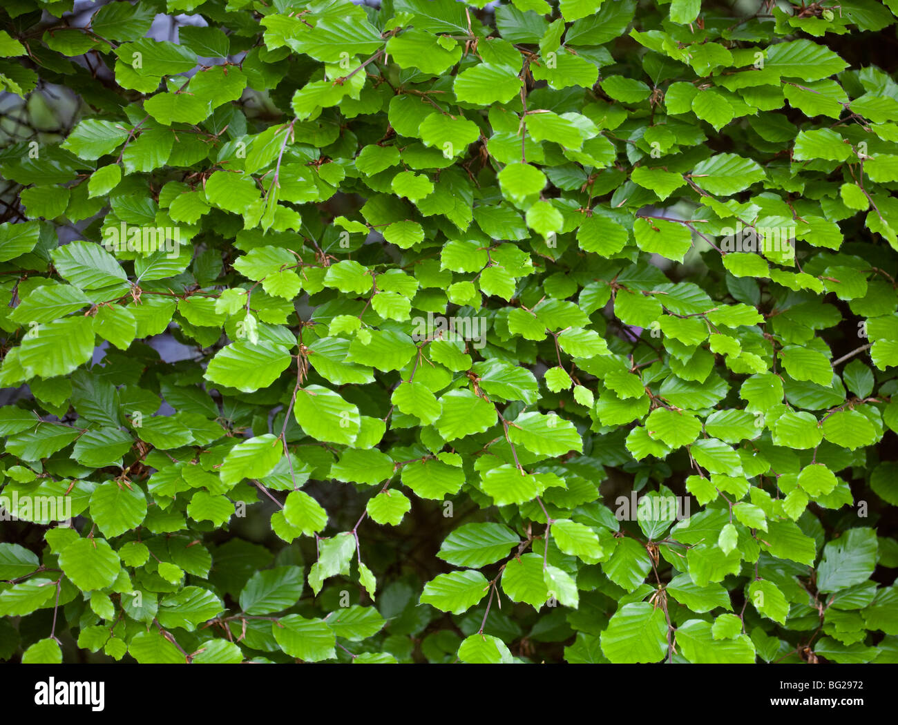 Beech Leaves Texture Stock Photo - Alamy