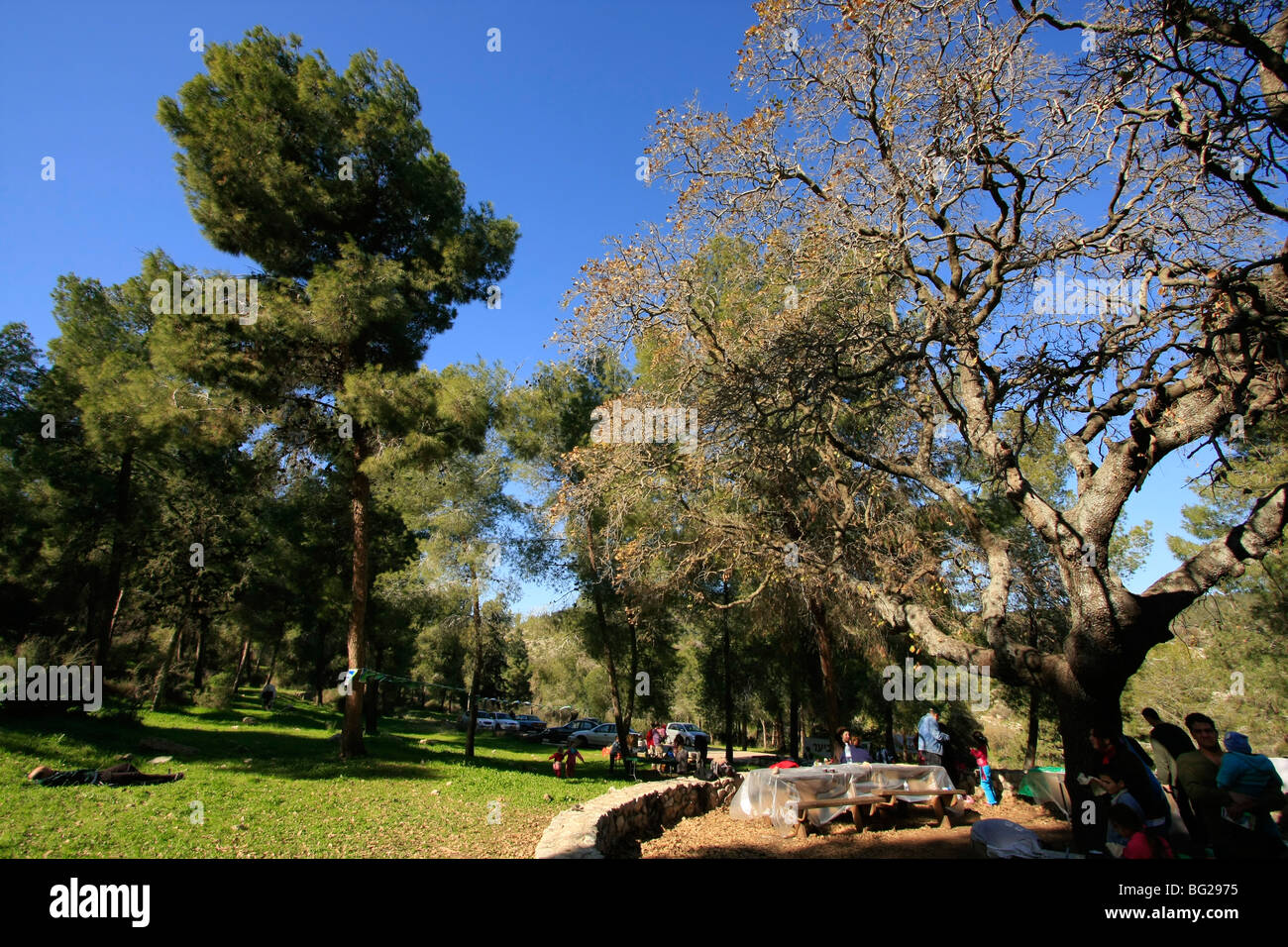 Israel, Lower Galilee. The Old Oak tree by Bet Keshet scenic road Stock ...