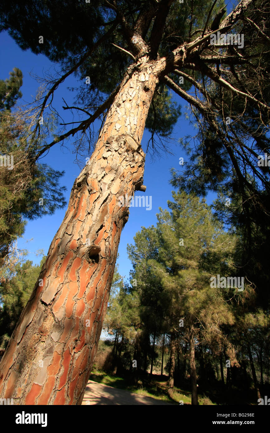 Israel, Lower Galilee. Pine trees by Bet Keshet scenic road Stock Photo ...