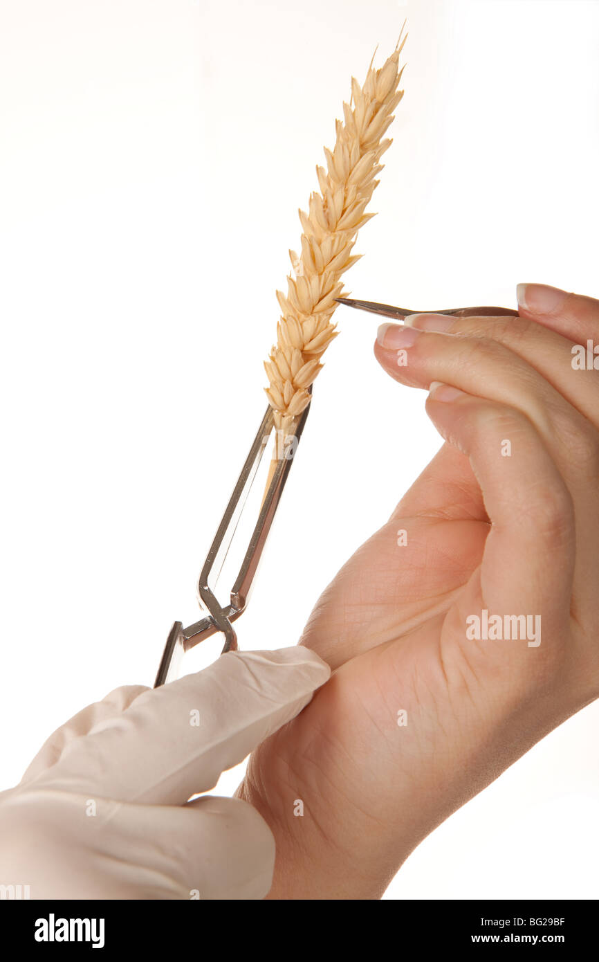 Hands holding plant shoots with pincers in a laboratory Stock Photo - Alamy