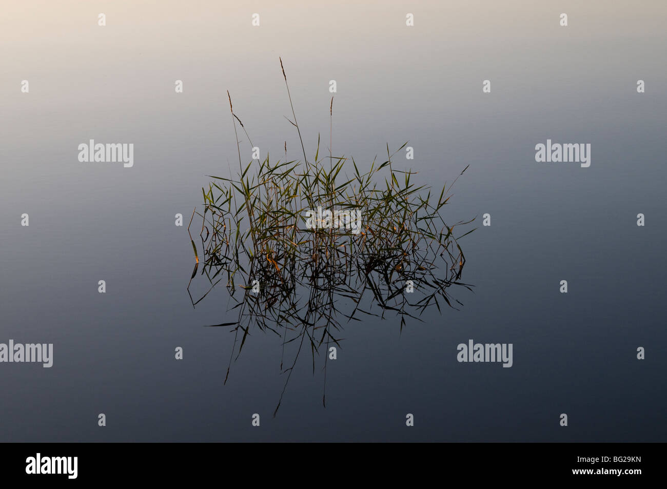 Quiet swedish nature hi-res stock photography and images - Alamy