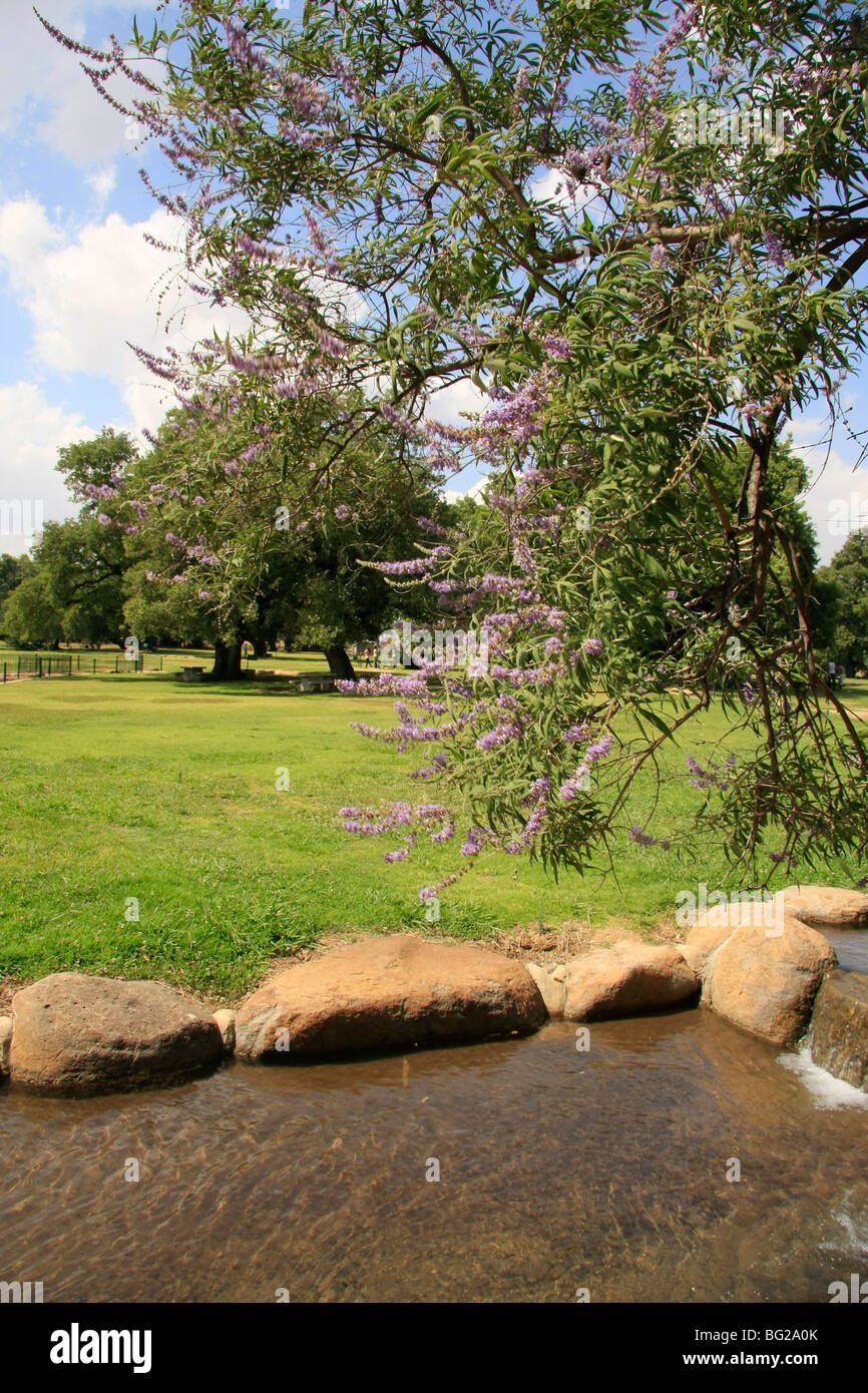 Israel, Upper Galilee, Dan stream at Hurshat Tal National Park, in the ...