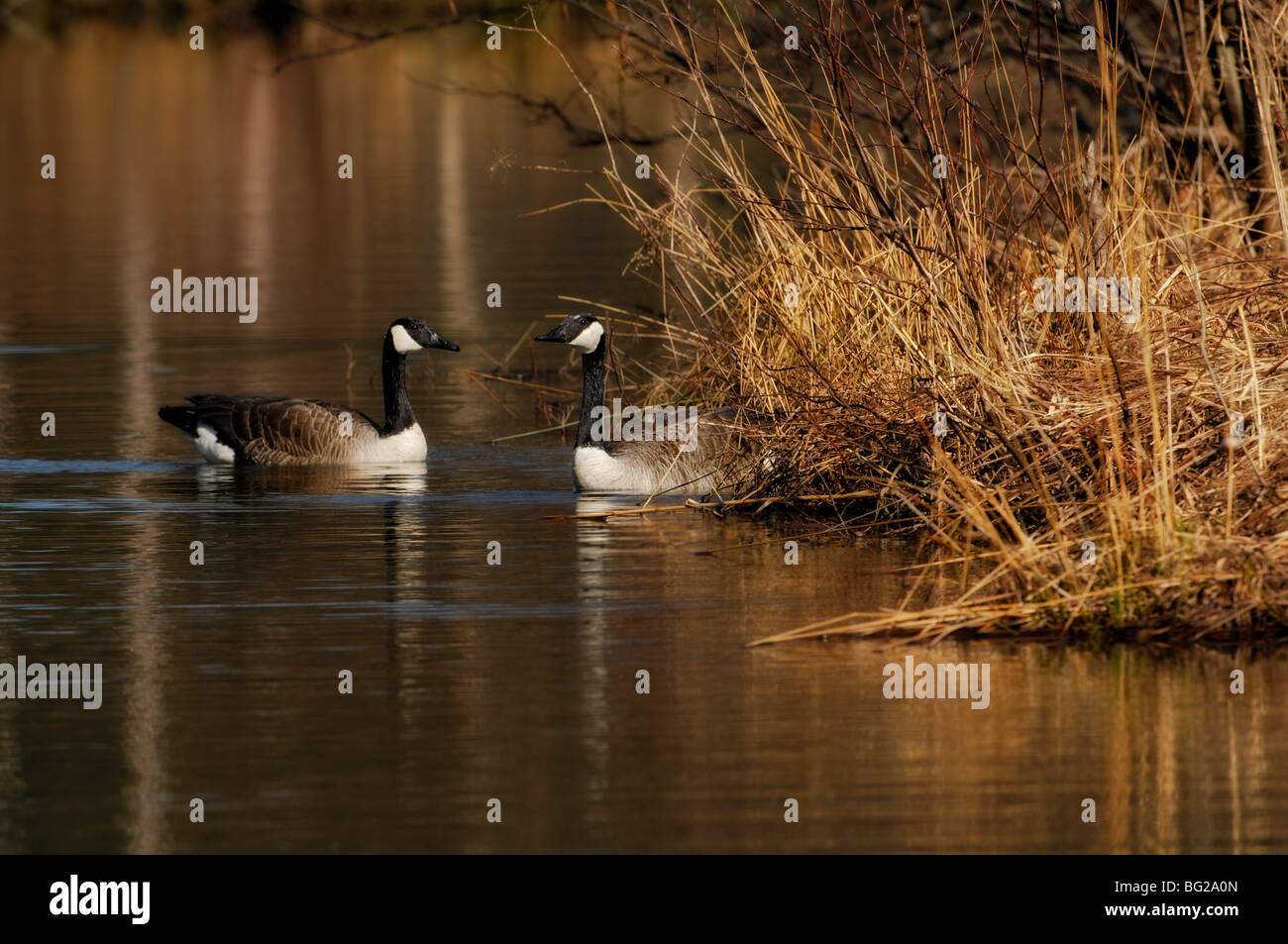 Canada geese couple hi-res stock photography and images - Alamy