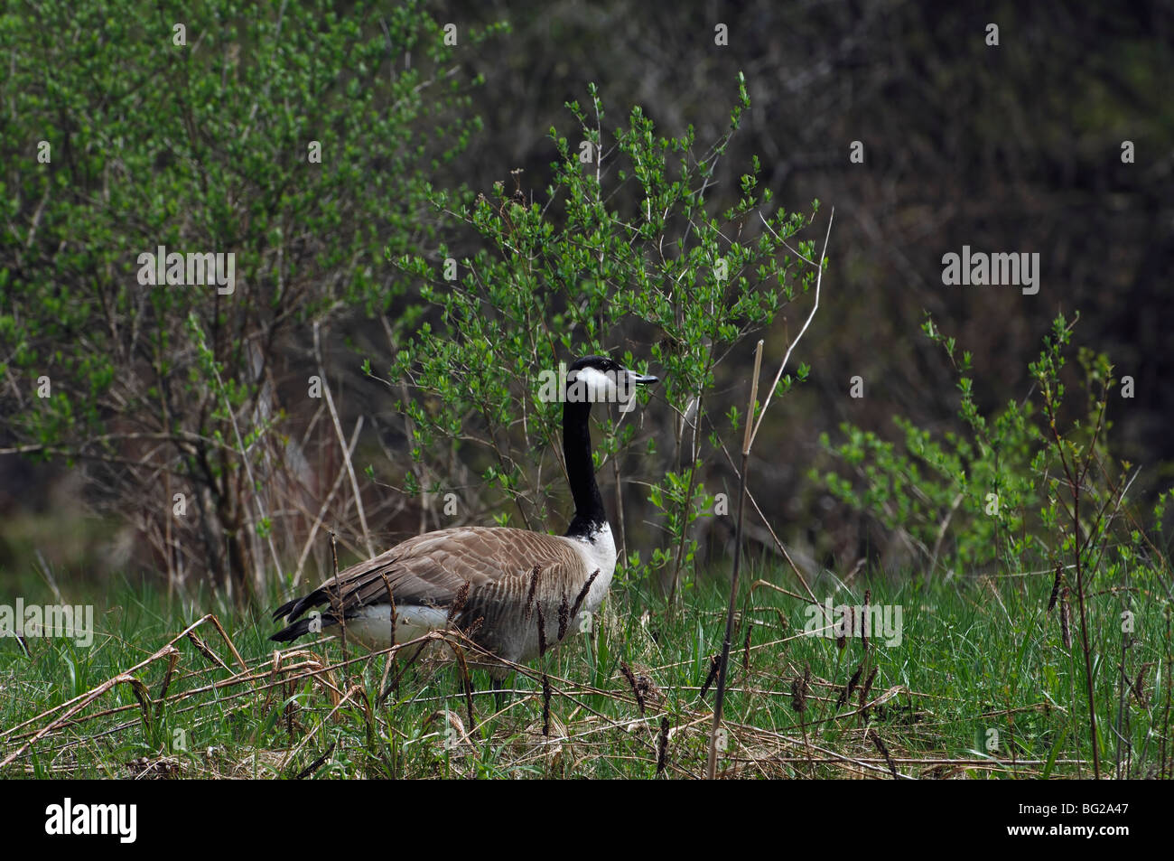 a male Canada goose standing sentry Stock Photo - Alamy