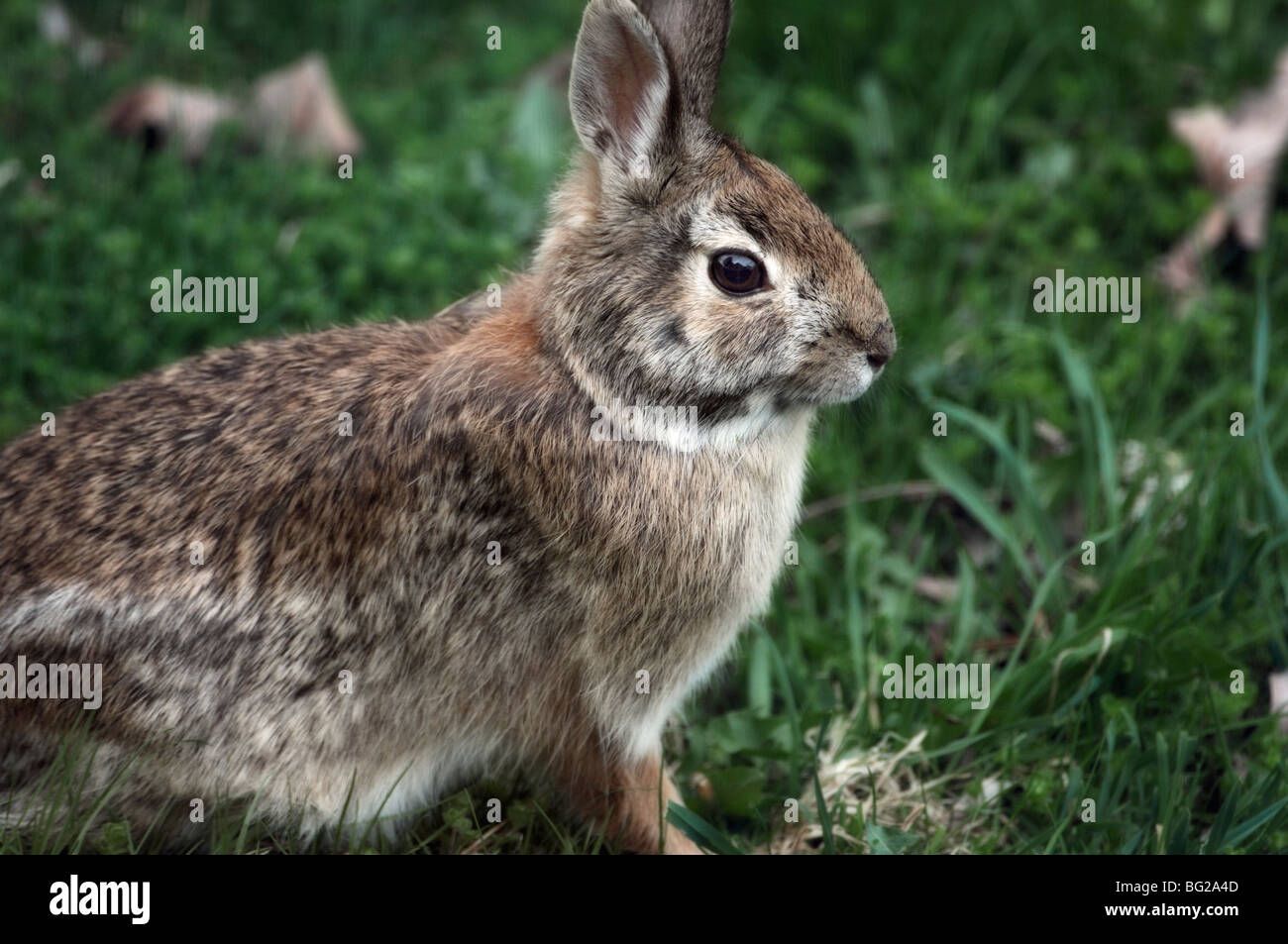 Rabbit macro hi-res stock photography and images - Alamy