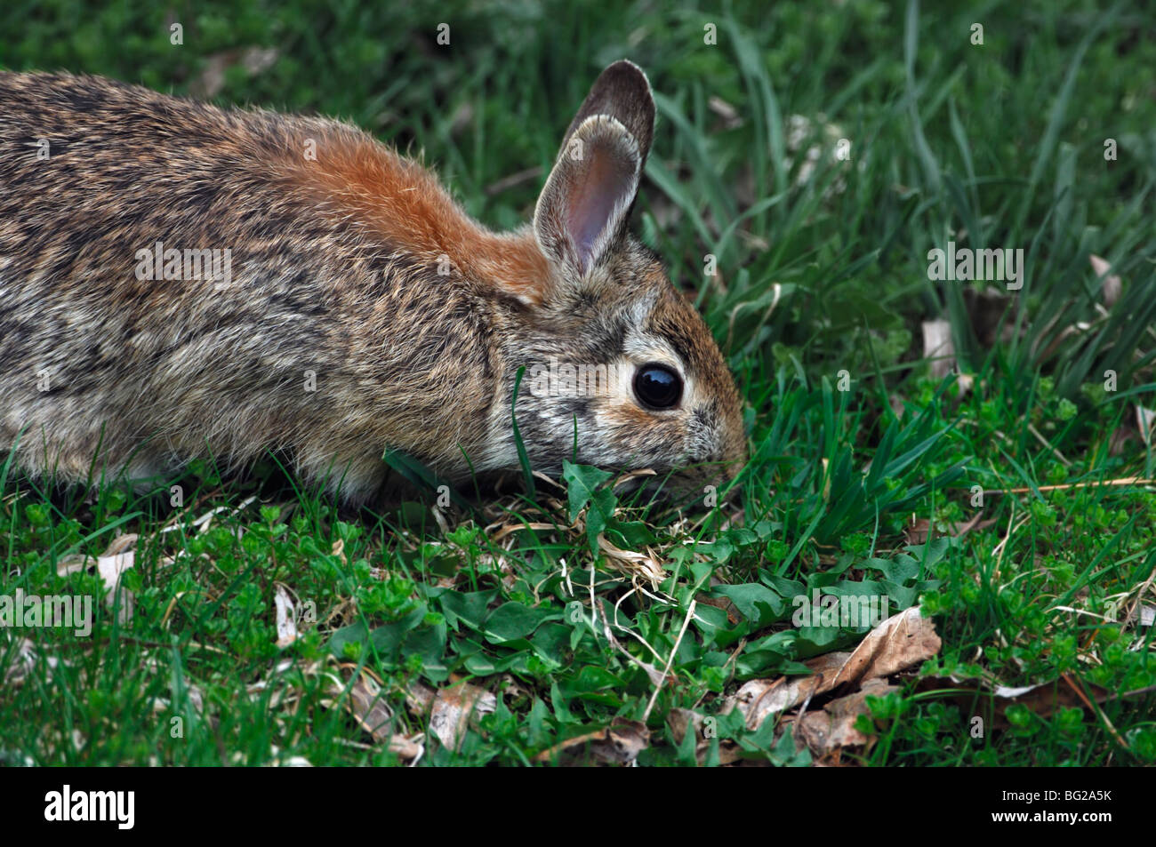 Hare forage hi-res stock photography and images - Alamy