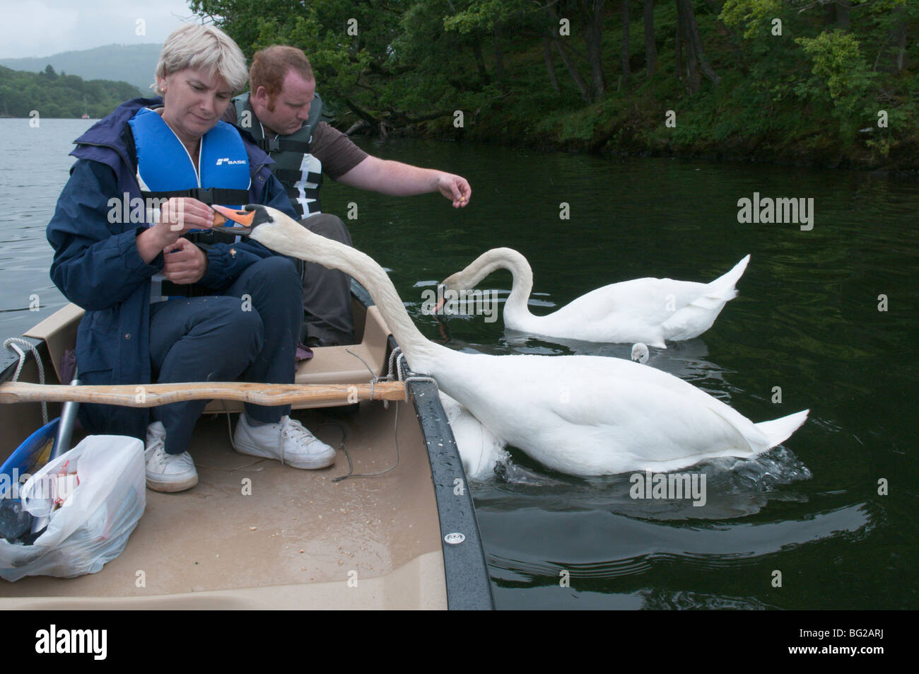 scary swans (Cygnus olor) with cygnet being fed by people in canoe ...
