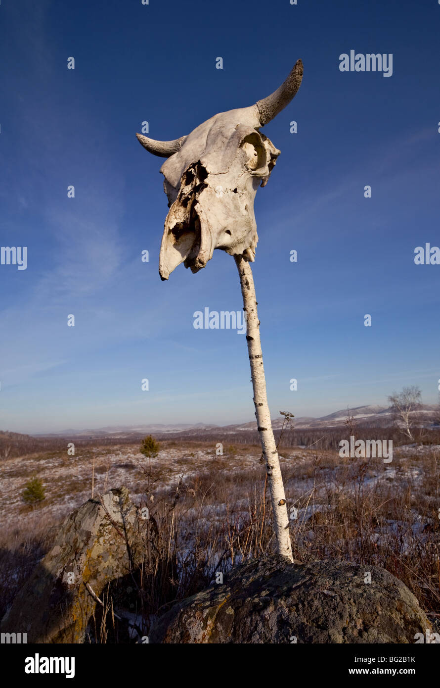 Skull on a pole hi-res stock photography and images - Alamy