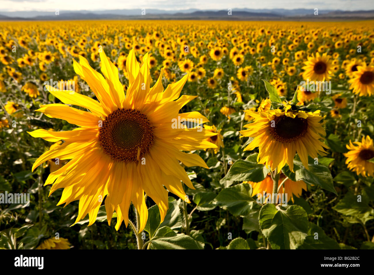 Filed of sunflowers with one sunflower close-up Stock Photo - Alamy