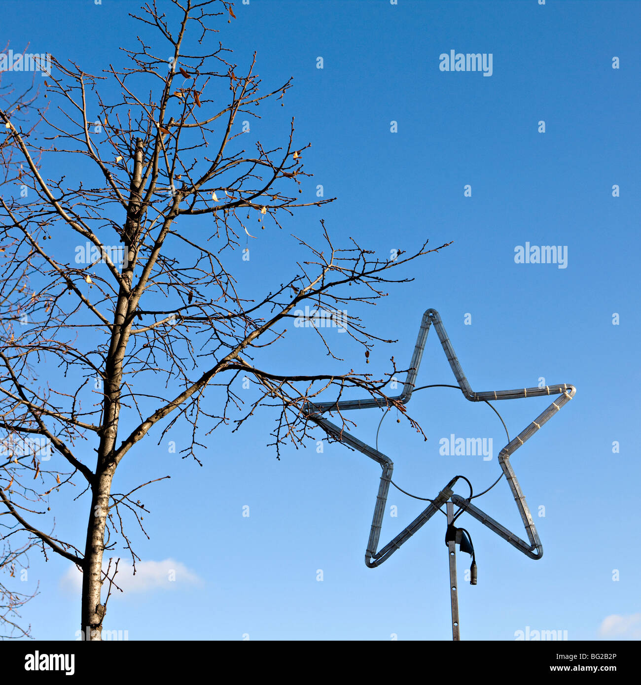 Birch star hi-res stock photography and images - Alamy