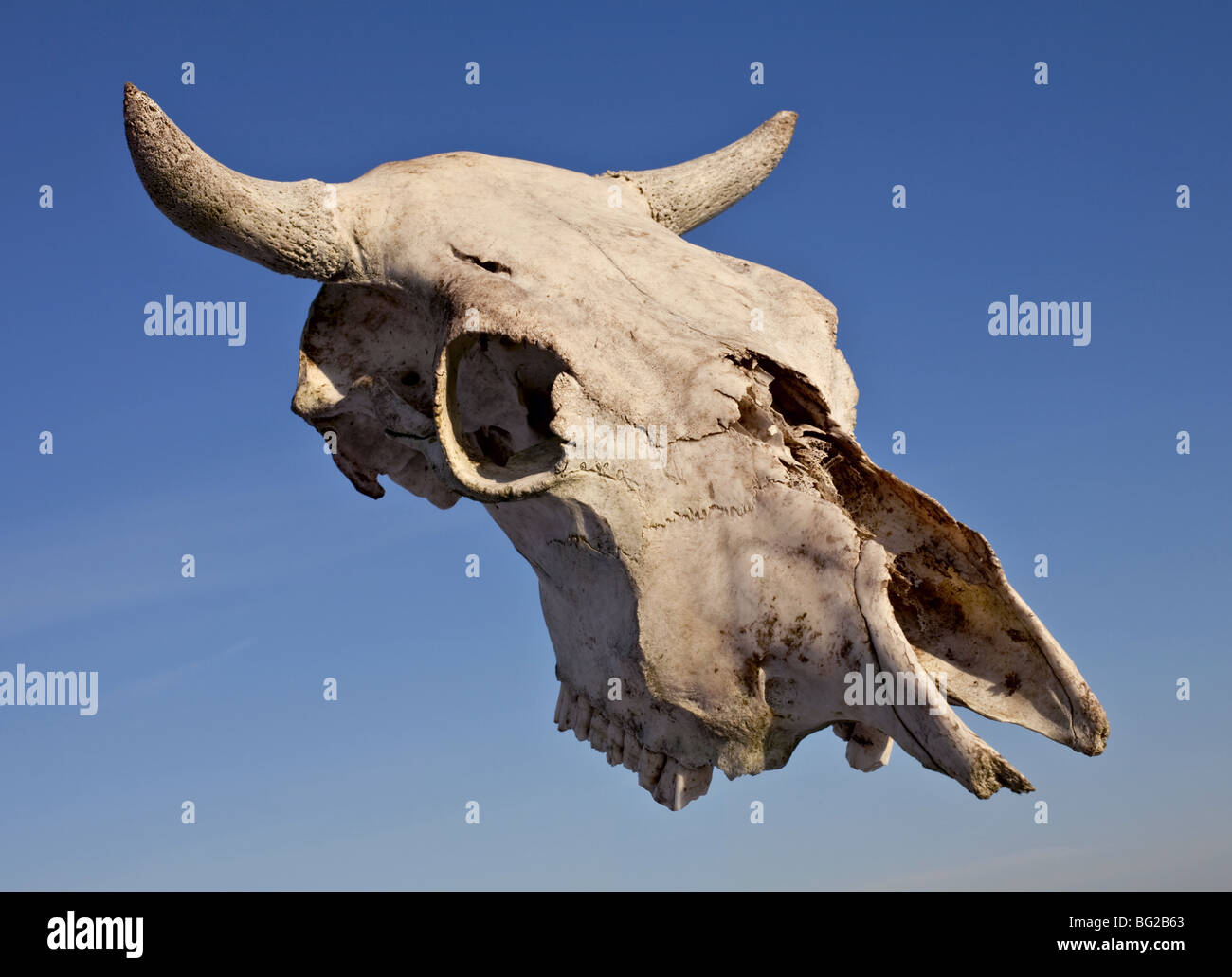 Skull cow not cattle hi-res stock photography and images - Alamy