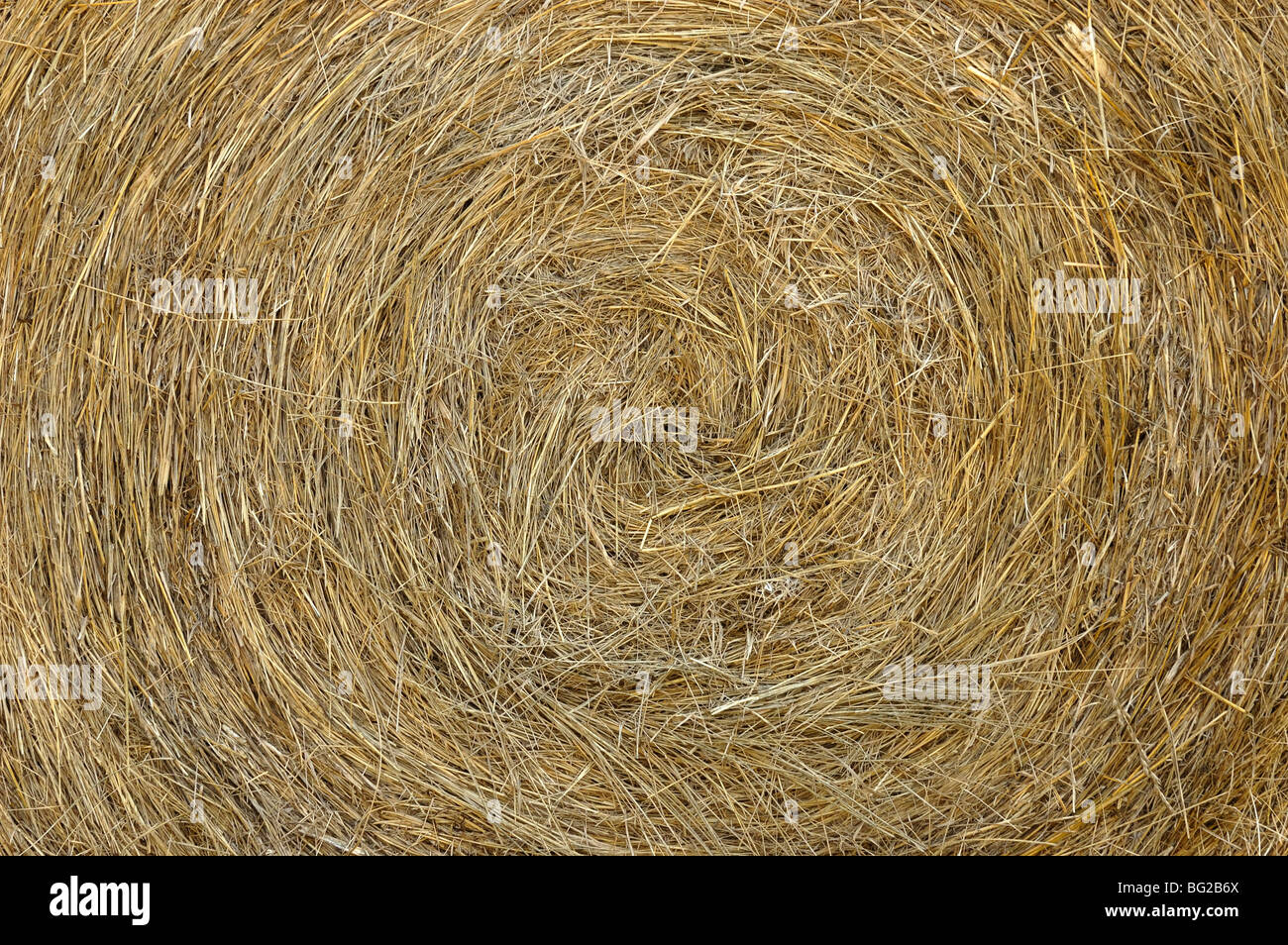 Close-up of rolled hay bale Stock Photo - Alamy