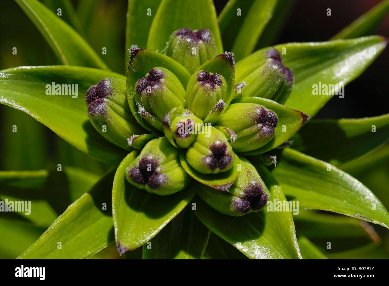 Flowering lily buds closeup Stock Photo - Alamy