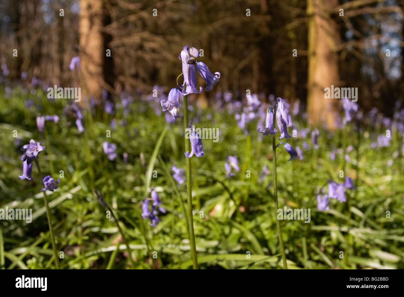 Early bluebells hi-res stock photography and images - Alamy