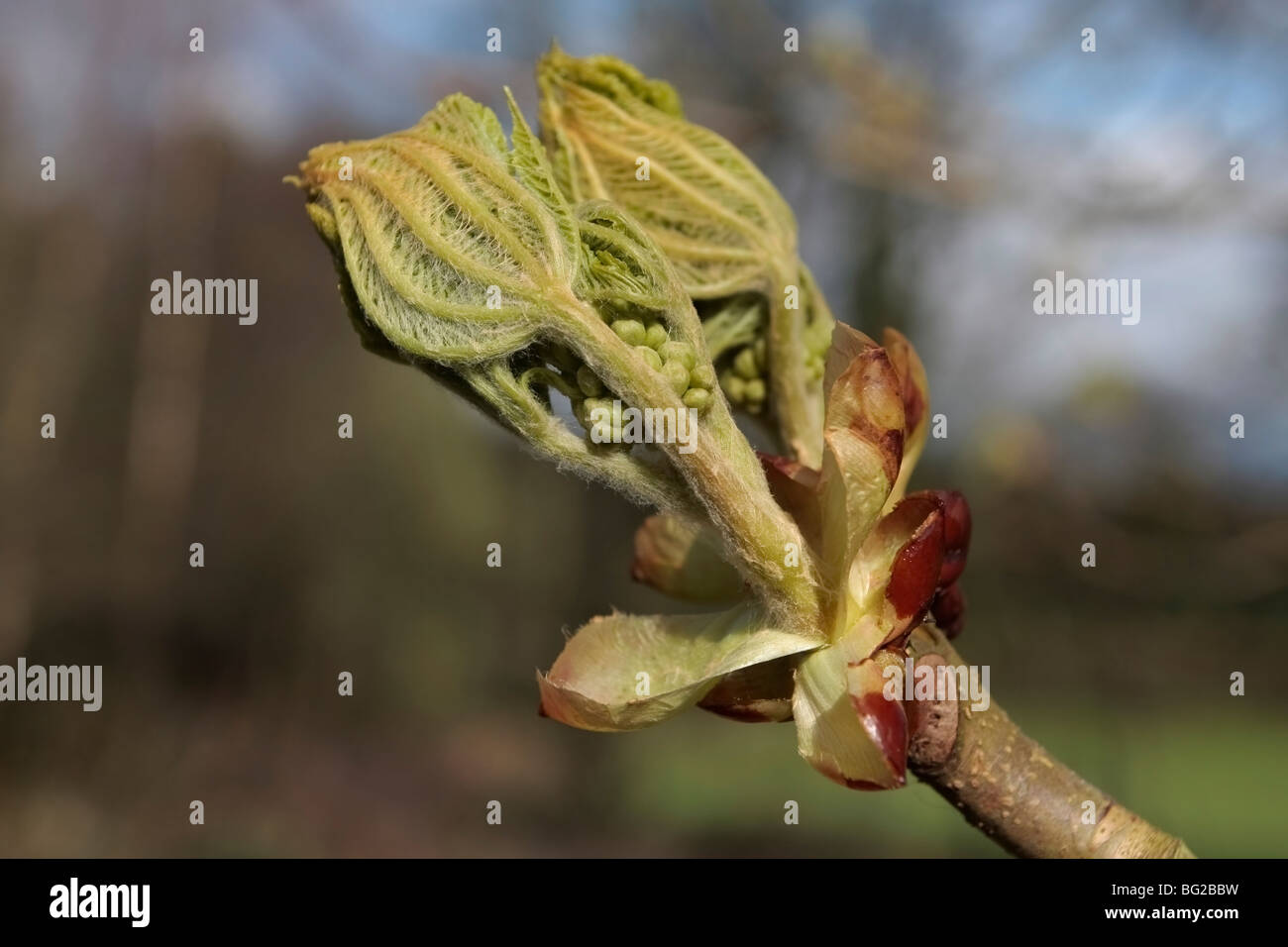 Young chestnut tree hi-res stock photography and images - Alamy