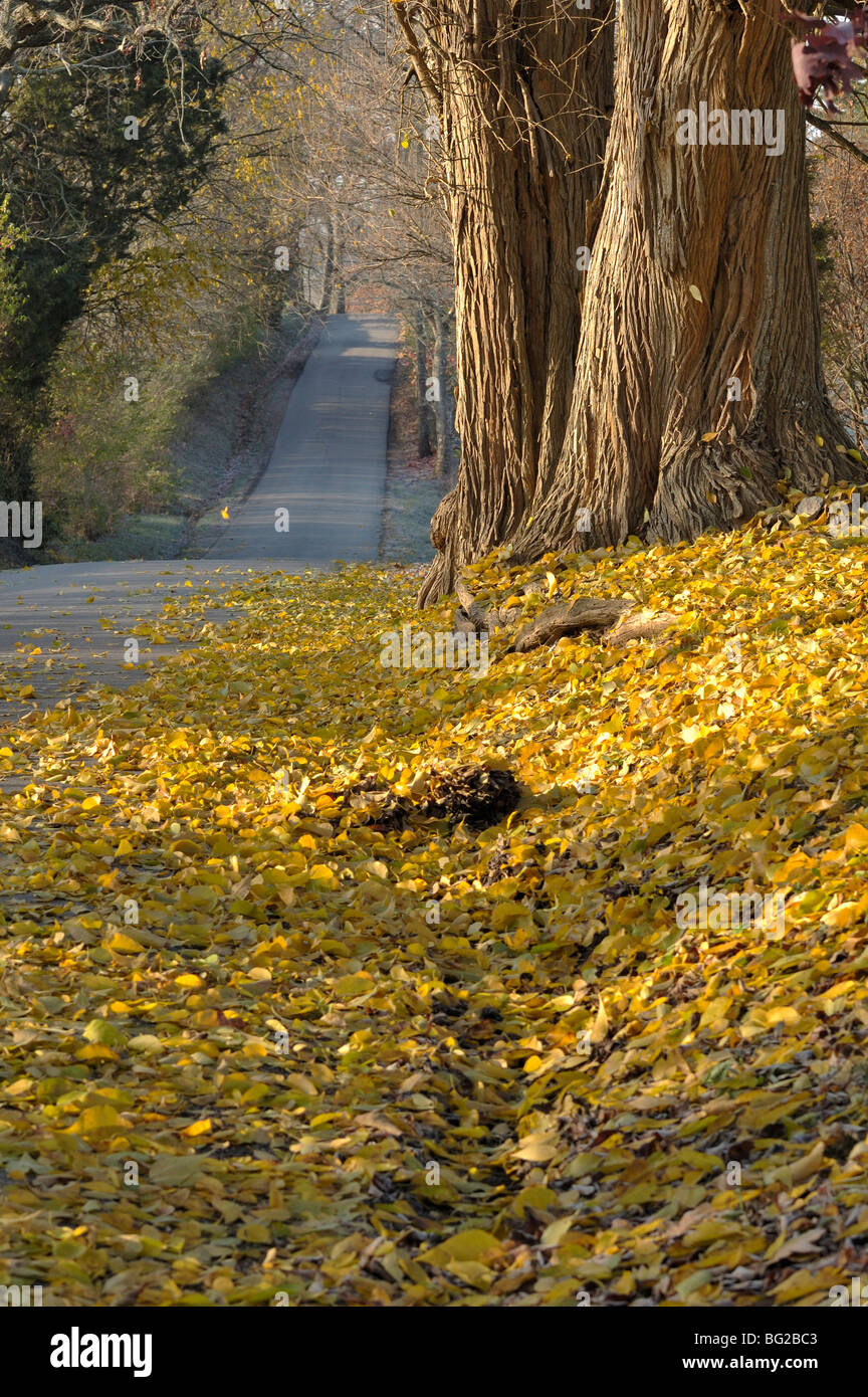 Autumn leaves on a country lane Stock Photo - Alamy