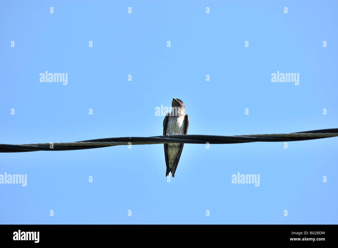 Purple martin bird hi-res stock photography and images - Alamy