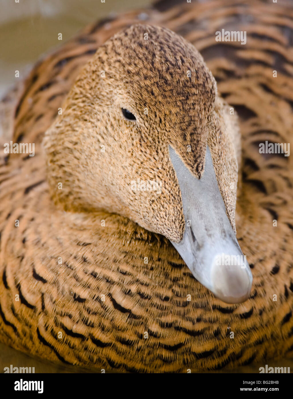 Common Eiders Stock Photos & Common Eiders Stock Images - Alamy