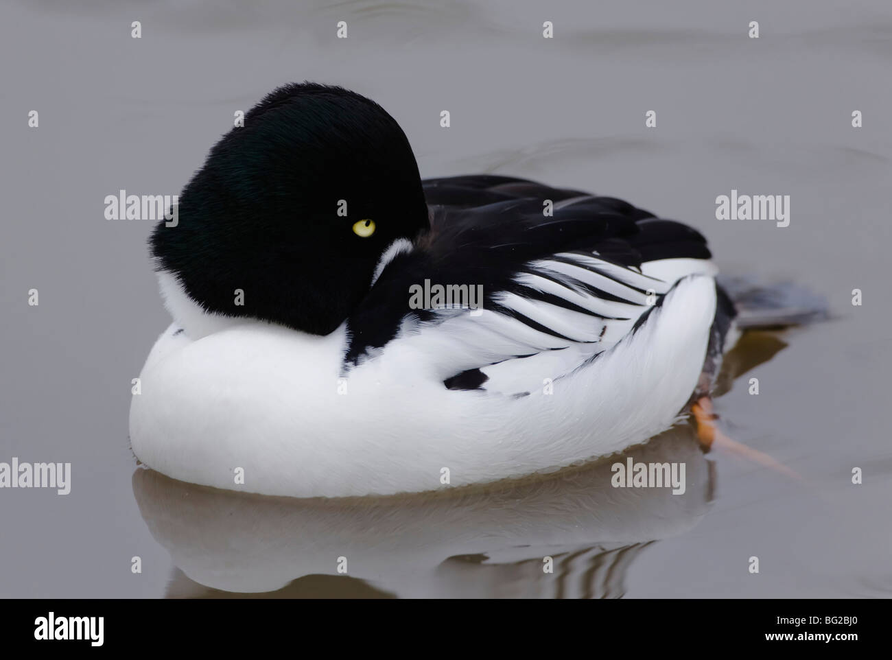 Male Common Goldeneye Bucephala clangula resting on water with bill ...