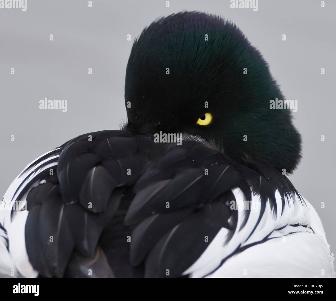 Goldeneye hi-res stock photography and images - Alamy