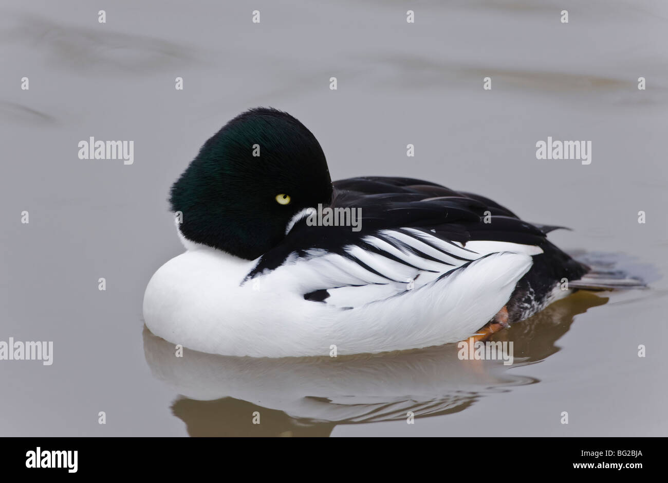 Goldeneye bucephala clangula male showing hi-res stock photography and ...