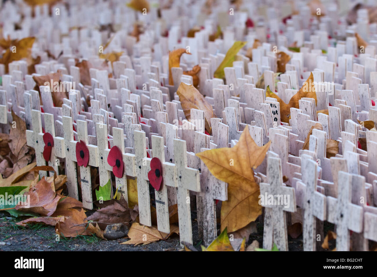 Remembrance day sunday crosses british legion hi-res stock photography ...
