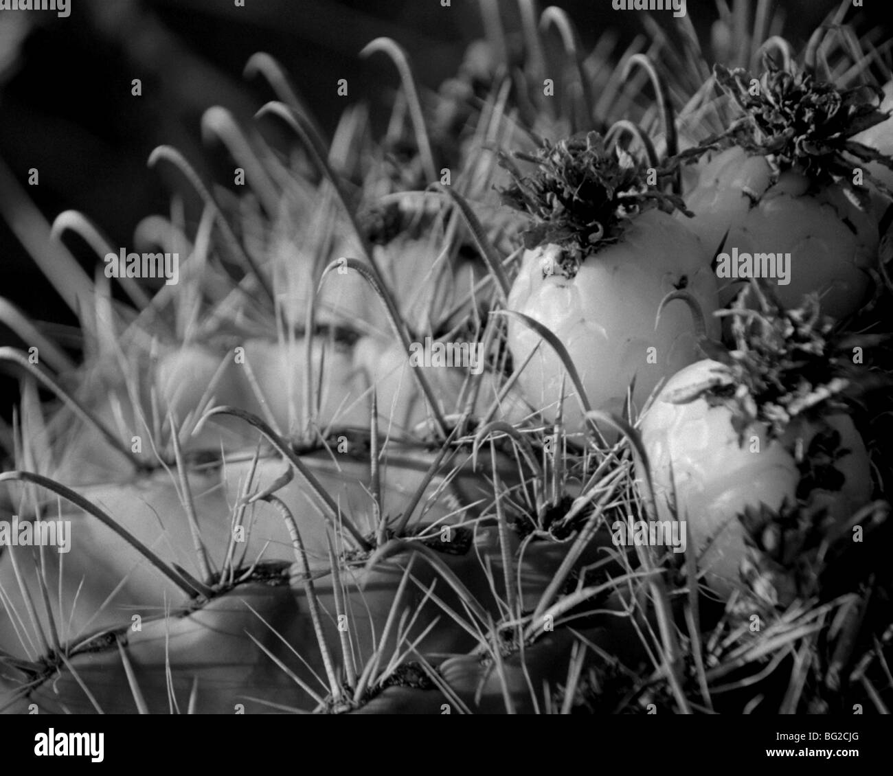 Barrel cactus plant Black and White Stock Photos & Images - Alamy