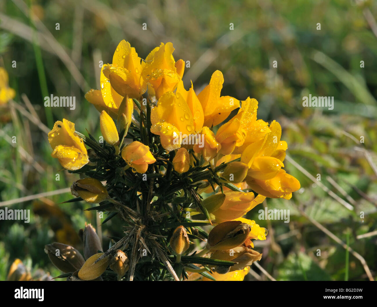 Common Gorse - Ulex europaeus Stock Photo - Alamy