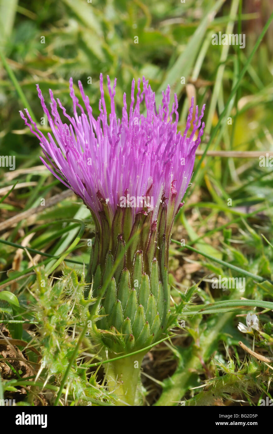 Dwarf Thistle - Cirsium acaule Stock Photo - Alamy