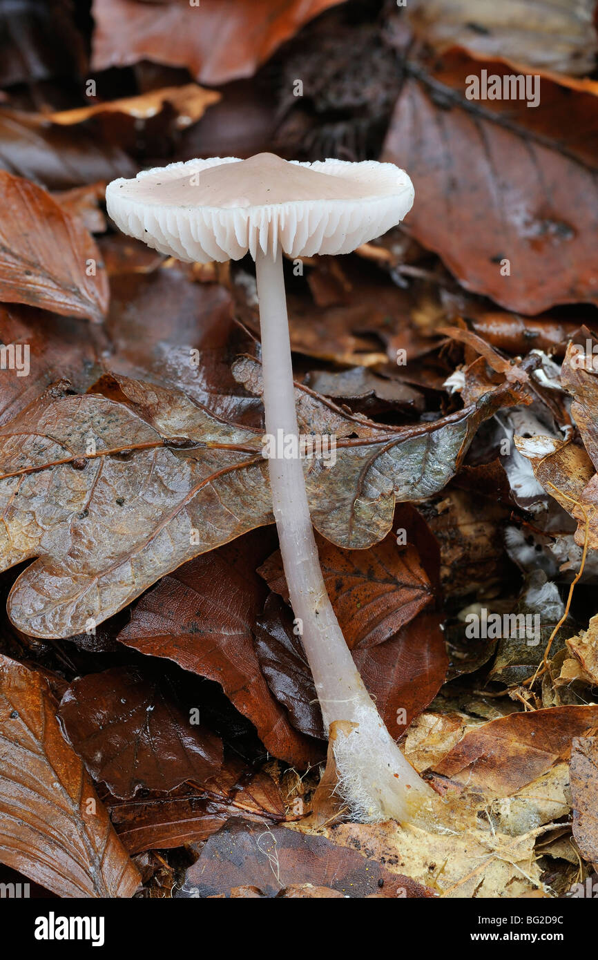 Beech leaf bonnet hi-res stock photography and images - Alamy