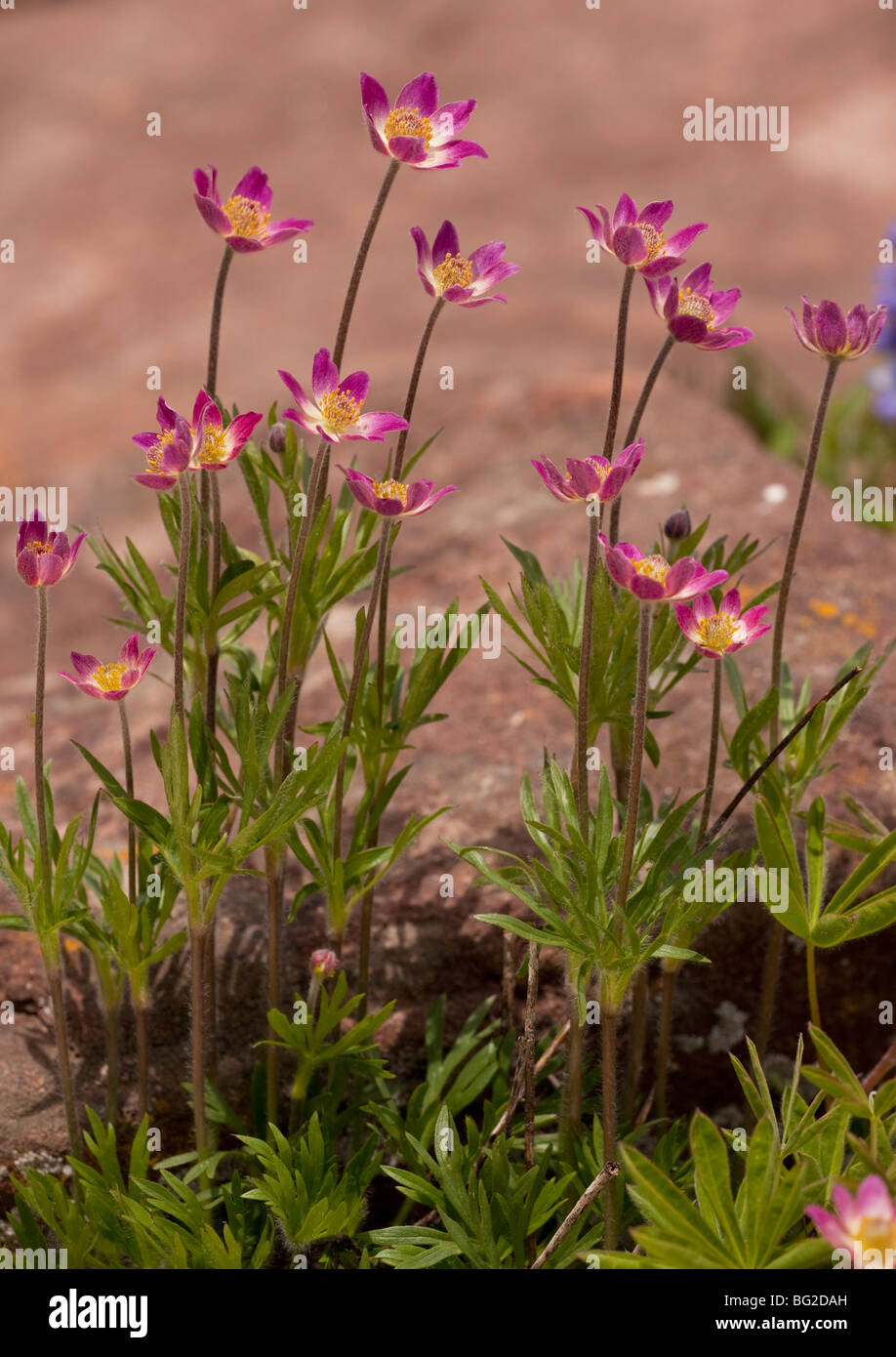 Red Anemone, red windflower or Globe Anemone Anemone multifida ssp ...