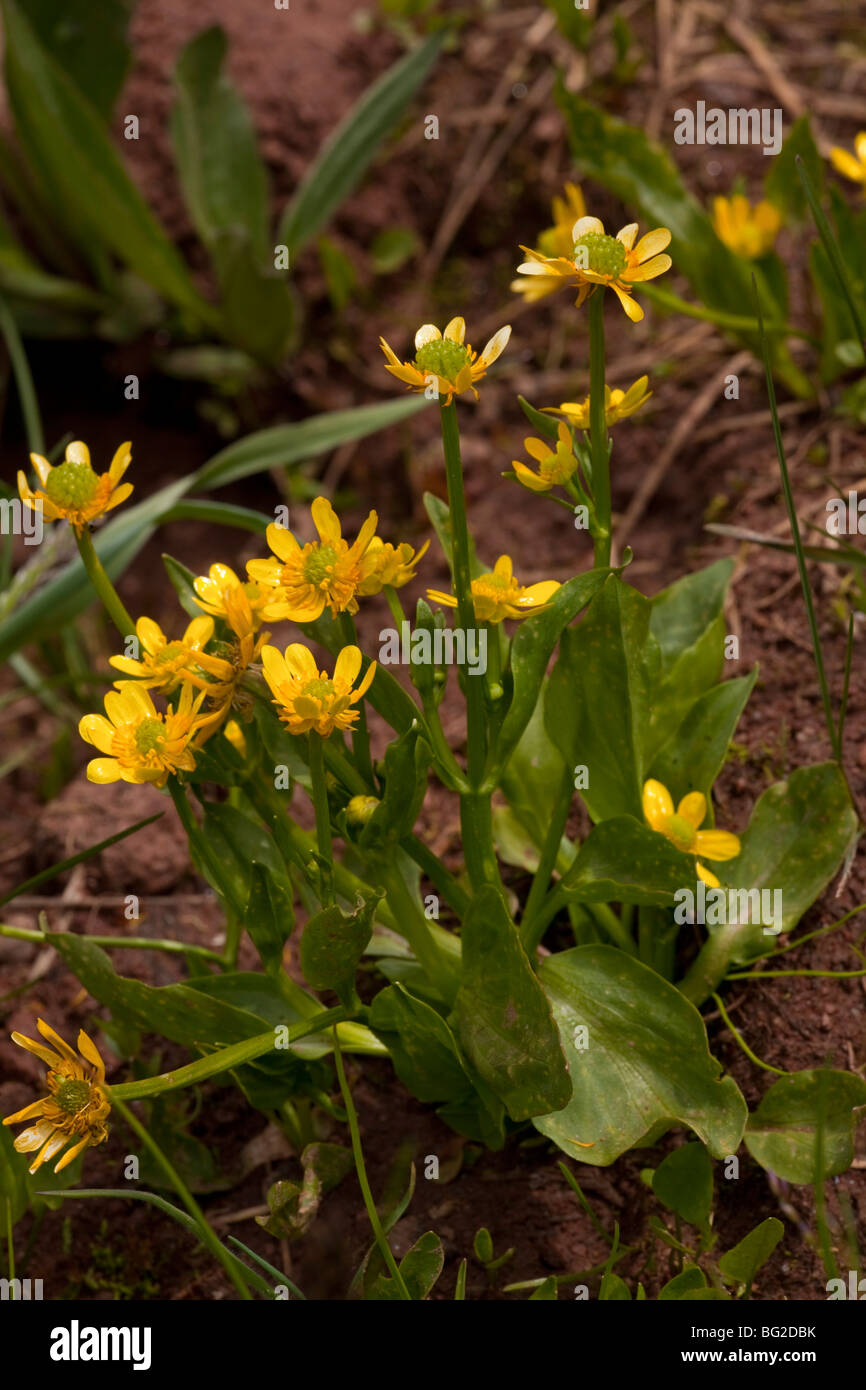 A mountain buttercup Ranunculus alismaefolius, The Rockies, Colorado ...
