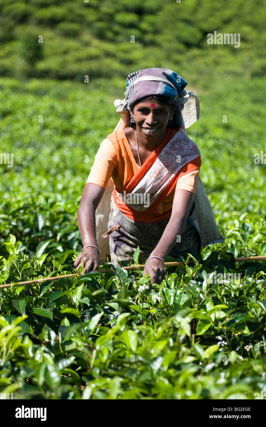 Tamil tea pluckers, Nuwara Eliya, Sri Lanka Stock Photo - Alamy