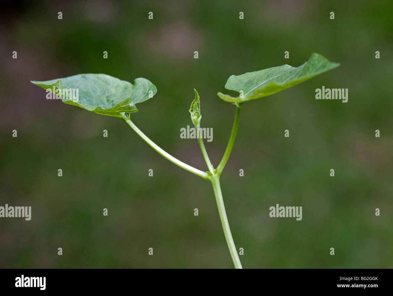 Runner Bean Seedling Stock Photo - Alamy