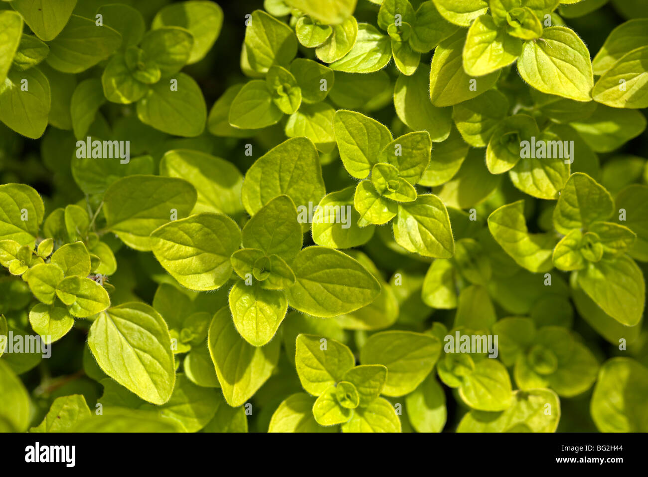 Golden Oregano Foliage Stock Photo - Alamy