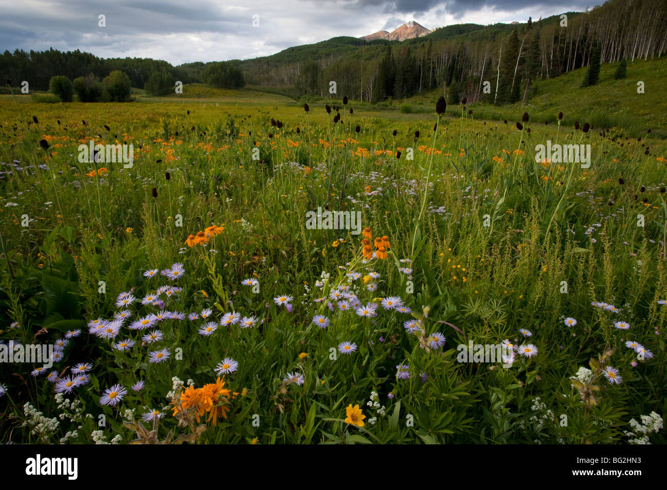 Early summer flowers, including Rayless Coneflower Rudbeckia ...