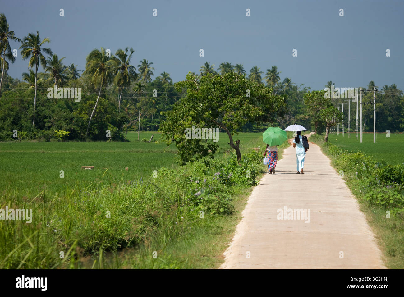 Women walking through the Rice fields, Sri Lanka Stock Photo - Alamy