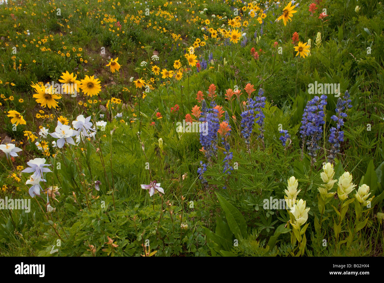 Spectacular display of summer mountain flowers on the West Maroon Pass ...