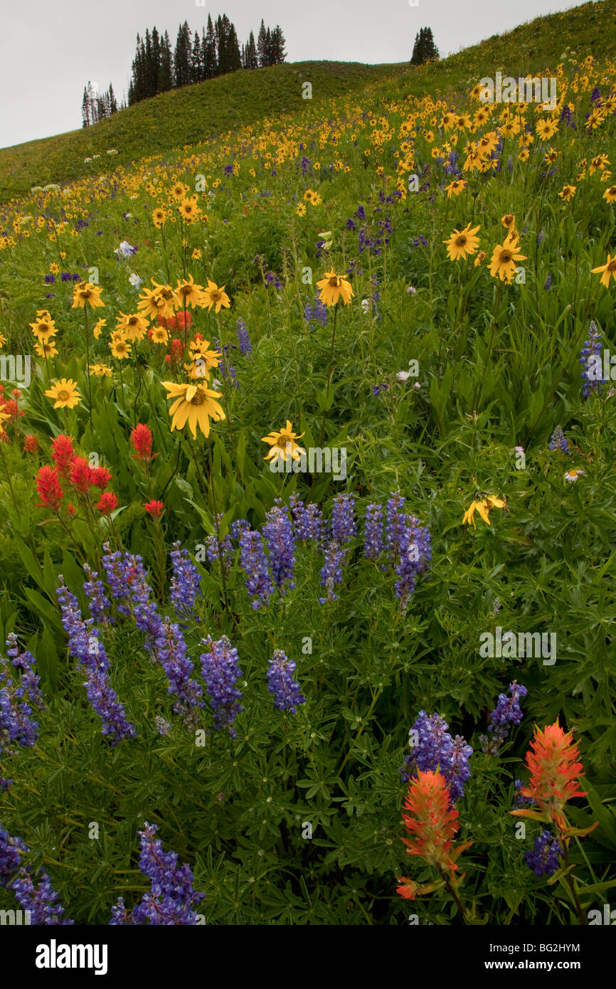 Spectacular display of summer mountain flowers on the West Maroon Pass ...