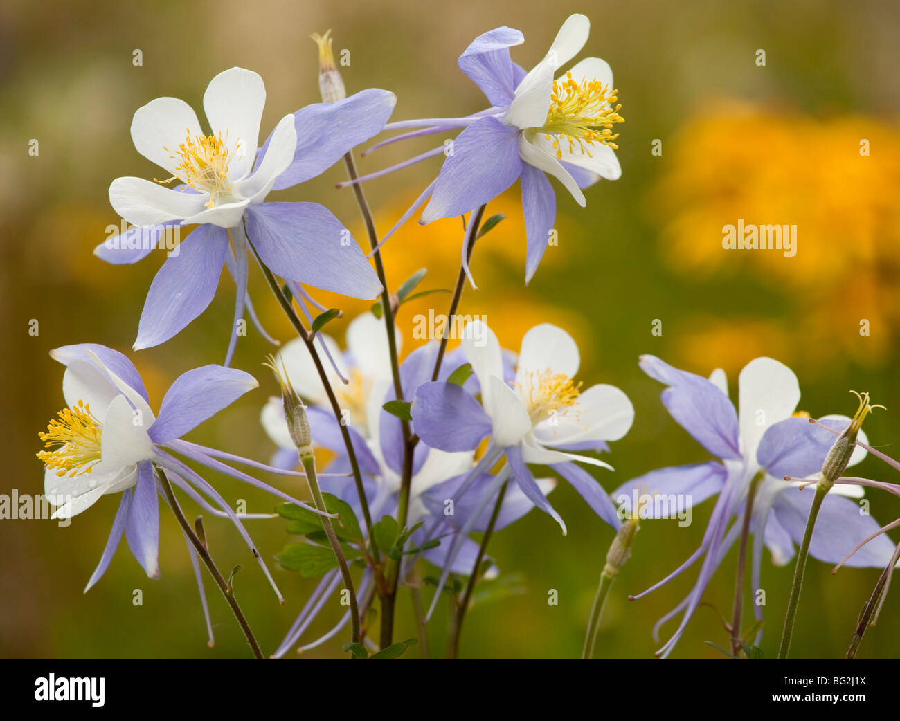 Columbine colorado state flower hi-res stock photography and images - Alamy