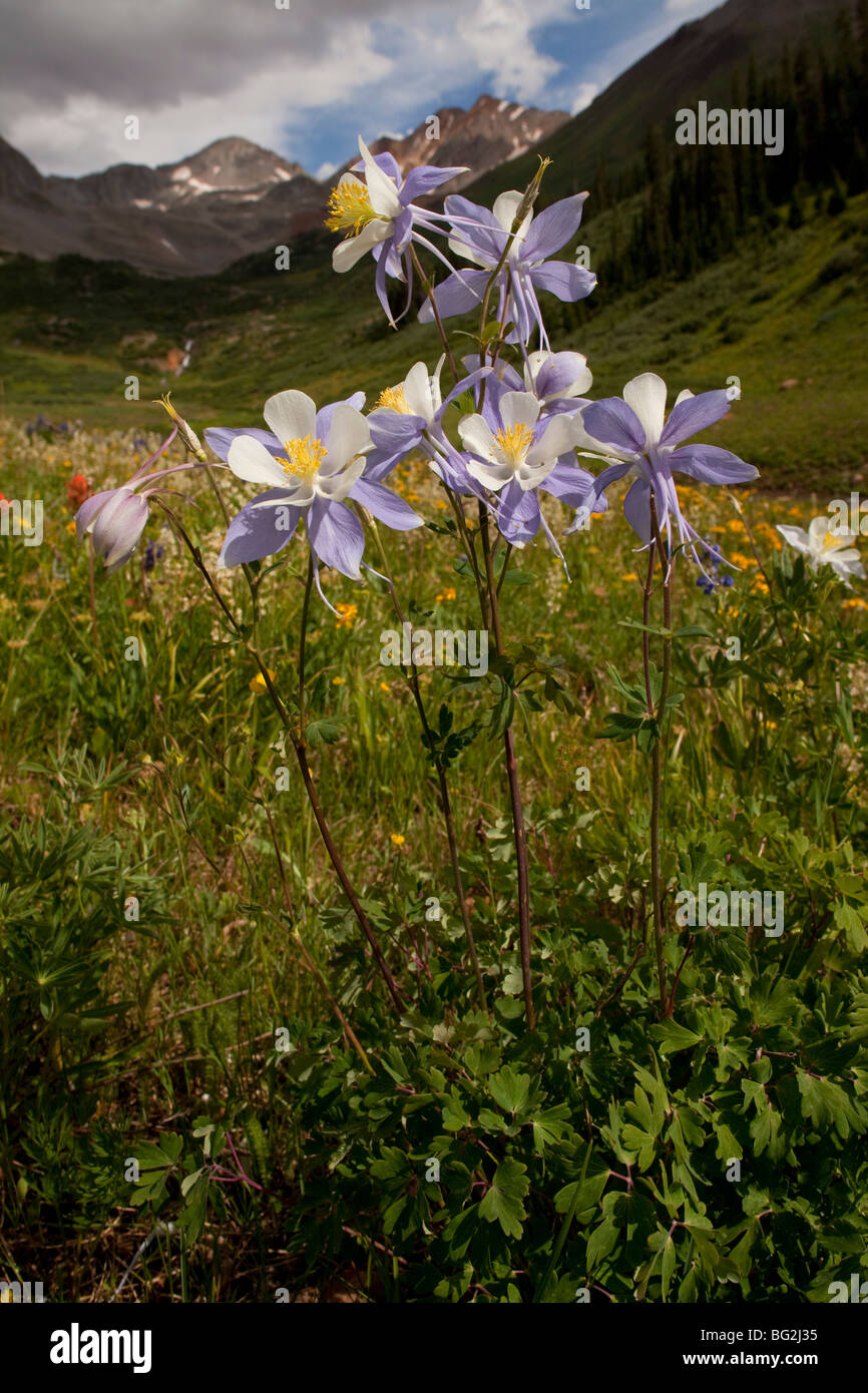 Blue Columbine Aquilegia coerulea, Rustler's Gulch, Maroon Bells ...