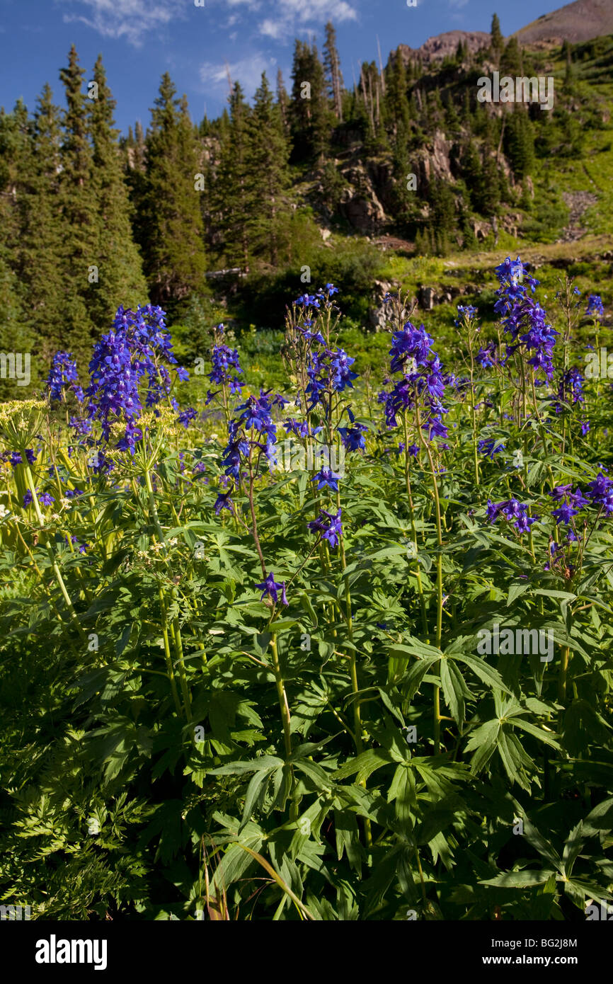Summer wildflowers including Subalpine Larkspur Delphinium barbeyi in ...