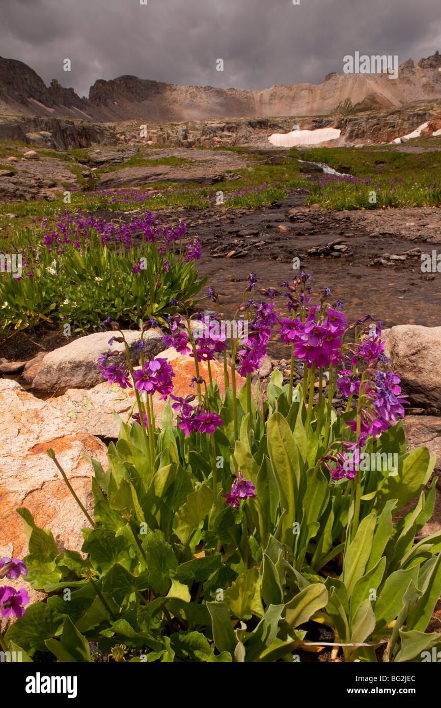 Parry's Primrose Primula parryi at Bullion Lake-Porphyry area, San Juan ...